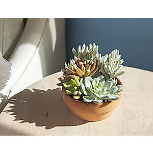 Live Succulents Assortment in Clay Pot, Garden Succulent Planter, Unique Gardening Gifts for Plant Lovers, Live Succulent Plants Live Plants, Live Succulents Plants Live Houseplants by Plants for Pets