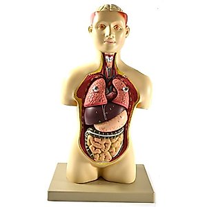 Eisco Labs Half Life Size Human Torso Model; 17''