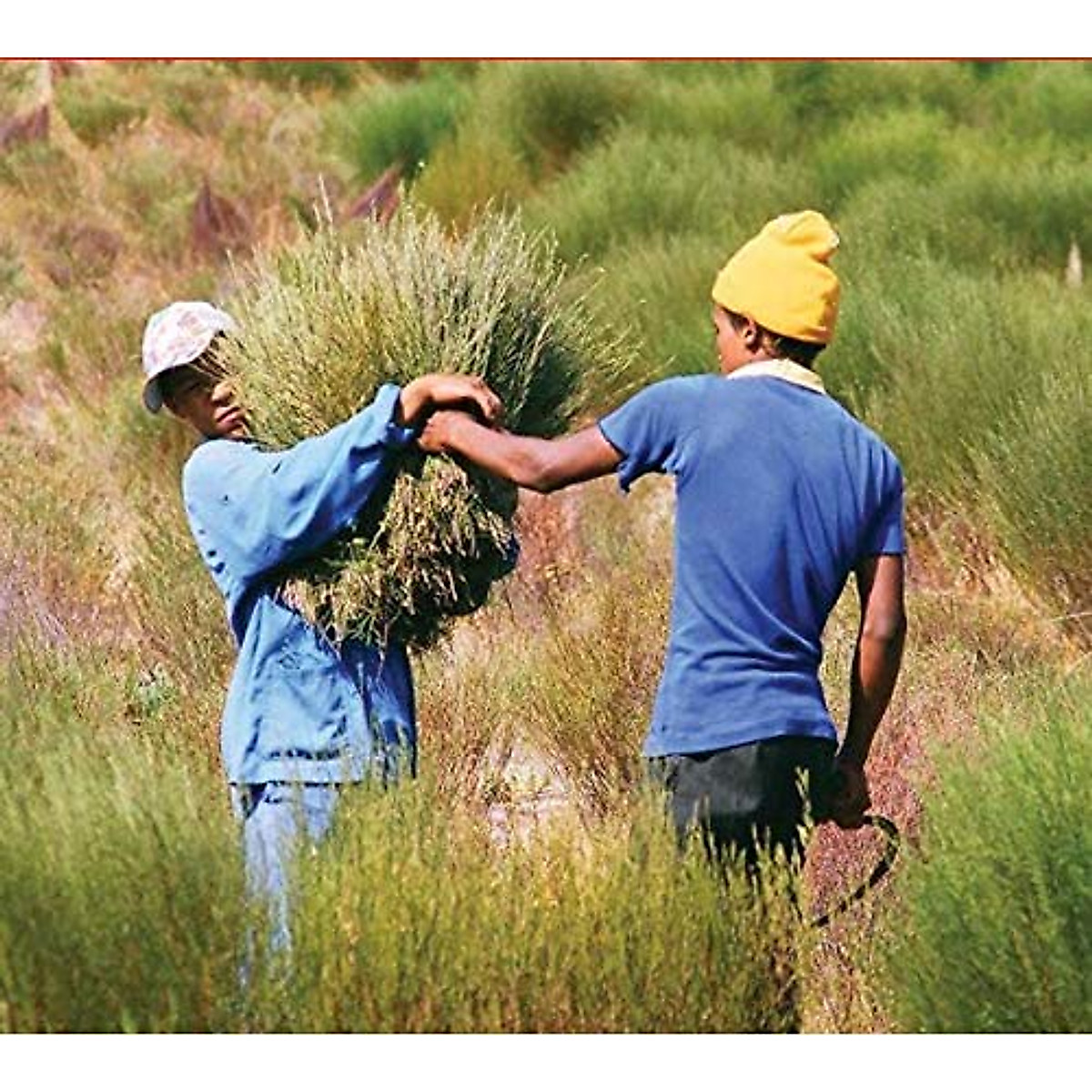 TICK TOCK TEAS Organic Rooibos Tea Bags, Organic Original Rooibos Tea, 40 Count