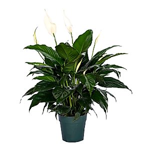 Peace Lily Plant-Friendship Foliage's Family Farm Grown Quality Live Indoor Spathiphyllum (6" Pot)