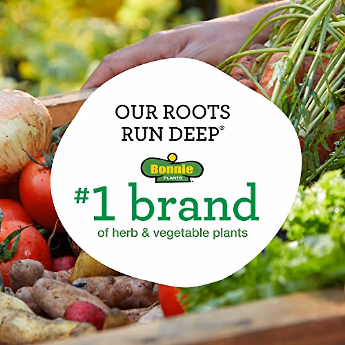 Bonnie Plants Lemon Thyme Live Herb Plants - 4 Pack, Perennial In Zones 7 to 9, Full Sun to Part Shade