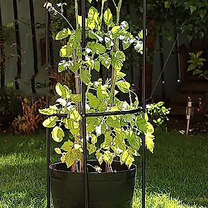 Metal Garden Obelisks Trellis for Climbing Plants Outdoor,1.85m Plastic-Coated Steel Frame Trellis Planter,for Rose Vine (Black)