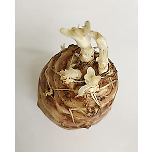 7 Tubers Jerusalem Artichoke - Individual Tubers for Planting - AKA Sunchokes, Sunroot, White