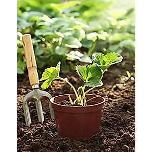 Sweet Red Strawberry Seeds 300pcs for Home Garden Planting
