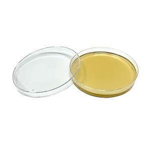 Olympus Myco Malt Yeast Extract Agar Plates (MYA) - 10 Sterile Prepoured Petri Dishes for Mushroom Cultivation & Science Projects - Now with Improved Packaging