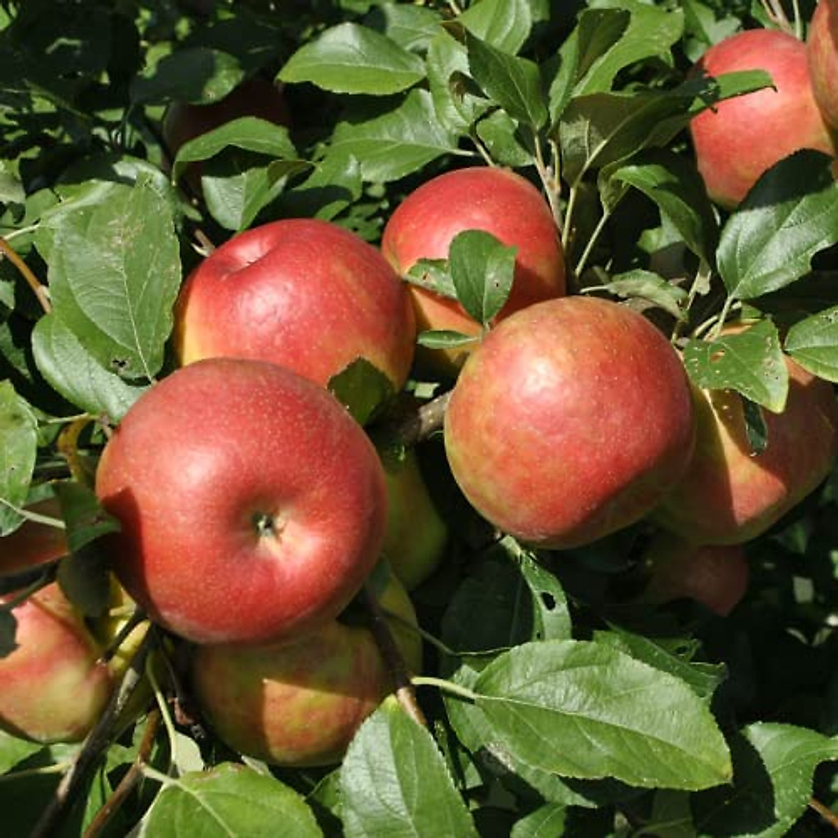 CHUXAY GARDEN Miniature Apple Tree Seed 10 Seeds Dwarf Apple Fruit Plant Heirloom High Yield Flourishing Perfect for Containers
