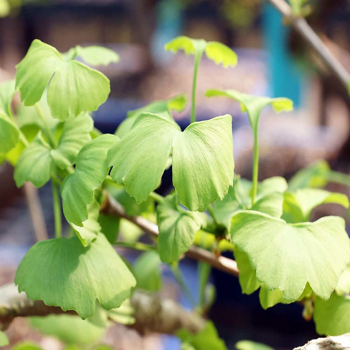 Brussel's Bonsai Live Ginkgo Bonsai Tree - 4 Years, 10 to 14 Inches Tall - Outdoor Bonsai Tree Live in Decorative Ceramic Bonsai Pot