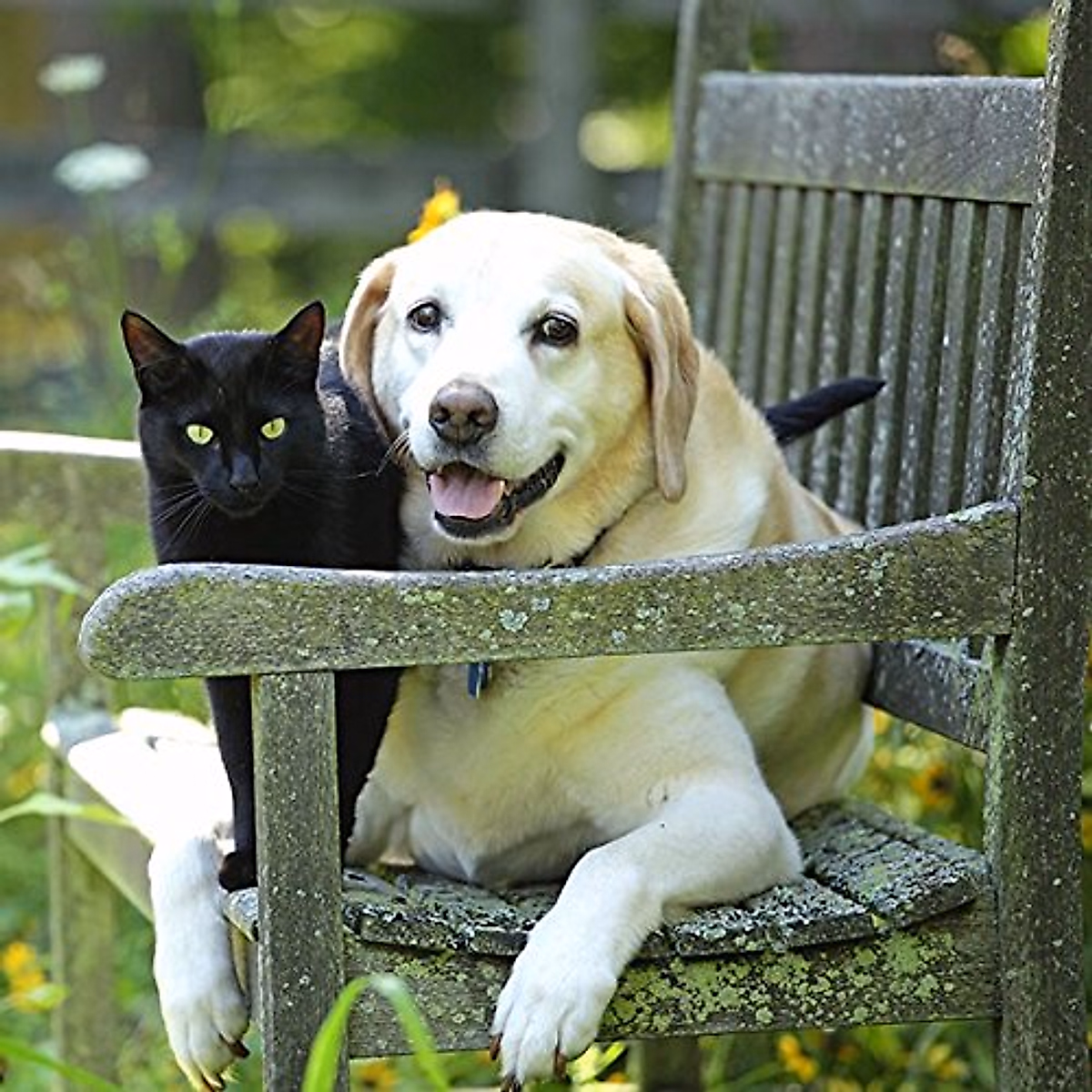 Dog Immune System Supplements - PET Allergy Relief - for Dogs and Cats - Advanced Formula - Burdock Root for Dogs - 2 Bottle (150 Chews)