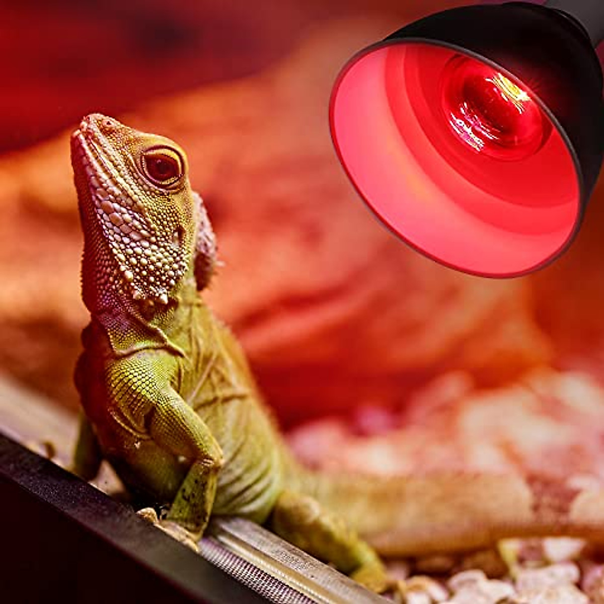 Wesome Lighting Reptile Heat Lamp Bulb, 100 Watts Infrared Basking Spot Light for Reptiles,Amphibian and Glass Terrarium, 1 Pack