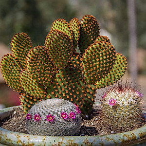 Altman Plants Assorted Cactus Collection 2.5" 4 pack