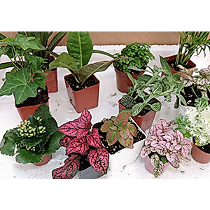 Terrarium & Fairy Garden Plants -3 Plants in 2.5" pots unique-jmbamboo