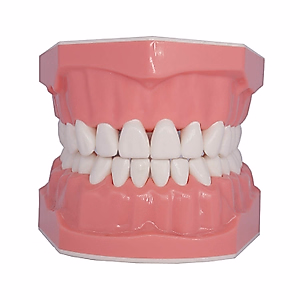 1.5 Times Large Dental Typodont Model Tooth Brushing flossing Practice Model Demonstration Removable Lower Teeth for Kids Dental Students Tooth Teach Study, 4.5 Inch x3.5 Inch x3.5 Inch