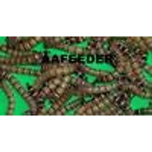 25 Live Superworms - Kingworms for Feeding Reptiles, Birds, Chickens and Fishing Bait by DBDPet | Live Arrival is Guaranteed