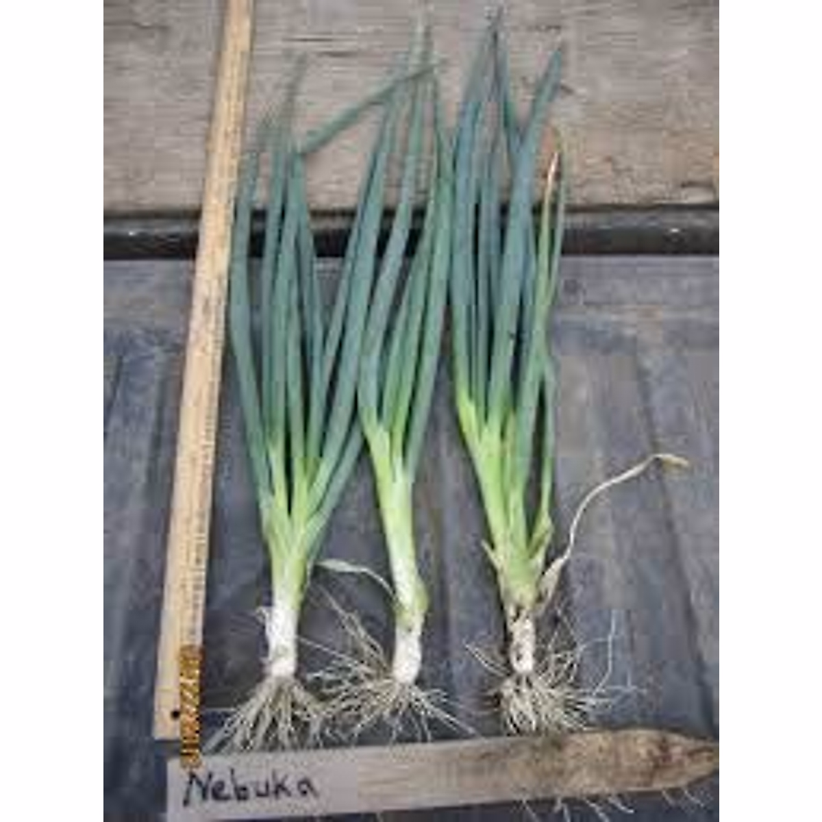 Gaea's Blessing Seeds - Scallion Seeds - Non-GMO Seeds with Easy to Follow Planting Instructions - Bunching Evergreen Hardy White Nebuka 90% Germination Rate 3.5g