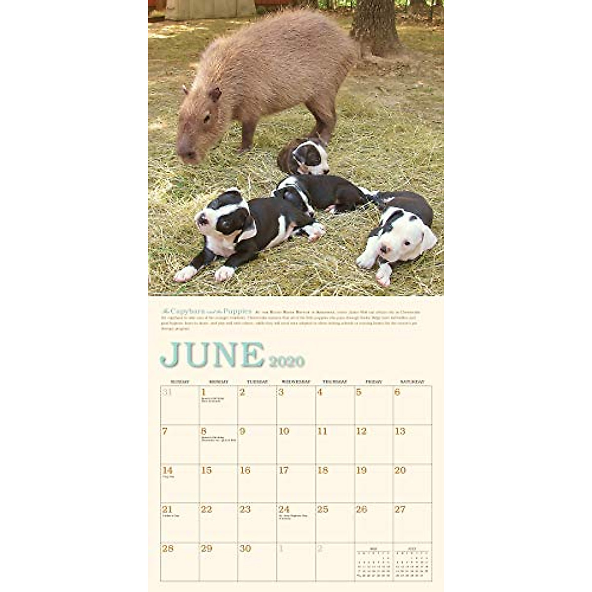 Unlikely Friendships Wall Calendar 2020