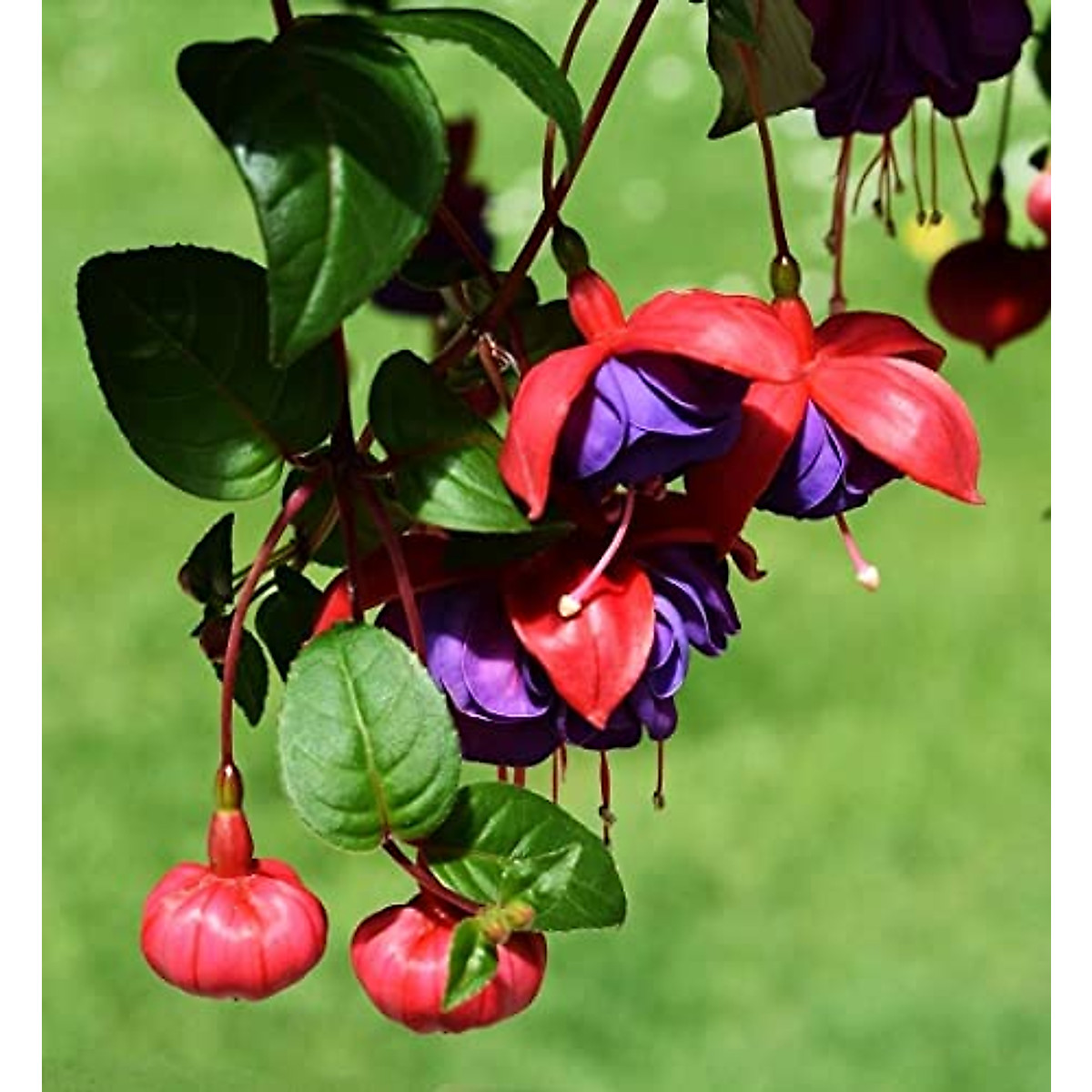 Mixed 100 Seeds Fuchsia Flower Seeds Perennial Home Bonsai