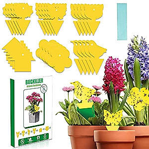 BUGKILLER 30PCS Yellow Fruit Fly Traps for Indoors, Fungus Gnats Sticky Traps for Plants, Gnat Traps for House Indoor, Used for Mosquitoes, Whiteflies, Thrips, Leaf Miners...(Non-Toxic, Dual Sided)