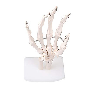 MrHugoo Human Hand Bone Model Human Skeleton Hand Model on Base, Hand Bone,Life Size, Articulated for Medical Study Education Demonstration (Right Hand)