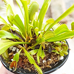 Kapecute Carnivorous Plant Soil Mix 3 Qts, Include Perlite and Sphagnum Moss Debris, Great Potting Soil for Venus Fly Traps, Pitcher Plants, Sundews