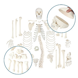 Axis Scientific Complete Disarticulated Human Skeleton Bundle, Includes 3 Part Human Skull, Life Size Bones, Articulated Hand and Foot Anatomy – Includes Detailed Product Manual