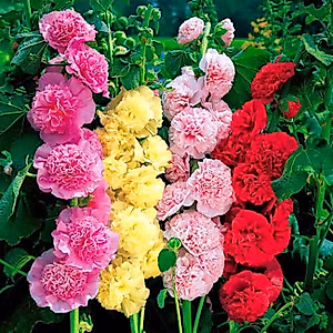 300+ Hollyhock Seeds Carnival Mix Giant Mallow Double Hollyhock Flowers Seed Perennial Outdoor Home Garden Flower
