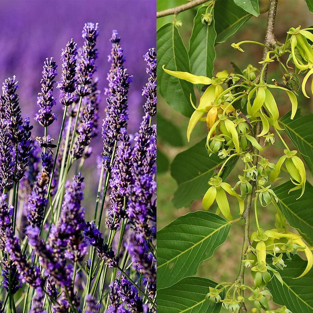 Seattle Sundries | Lavender & Ylang Ylang Natural Beeswax & Shea Butter 2x (1.15oz) Hand Made Solid Lotion Bars in tins- Moisturizes & Protects Dry Skin - for Women & Men, Work & Home.