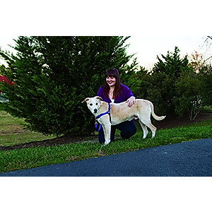 PetSafe Easy Walk No-Pull Dog Harness - The Ultimate Harness to Help Stop Pulling - Take Control & Teach Better Leash Manners - Helps Prevent Pets Pulling on Walks - Medium, Raspberry/Gray