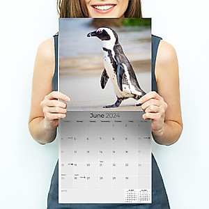 2023 2024 Penguin Calendar - Cute Wildlife Sealife Monthly Wall Calendar - 12 x 24 Open - Thick No-Bleed Paper - Giftable - Academic Teacher's Planner Calendar Organizing & Planning