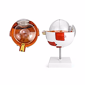 QWORK 6X Enlarged Human Eye Anatomy Model, Magnified Eyeball Model with Detachable Bracket, Anatomically Accurate Science Education Display Medical Teaching Education Human Eye Anatomical Model