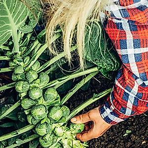 The Old Farmer's Almanac Heirloom Brussels Sprouts Seeds (Long Island Improved) - Approx 700 Seeds - Non-GMO, Open Pollinated, USA Origin