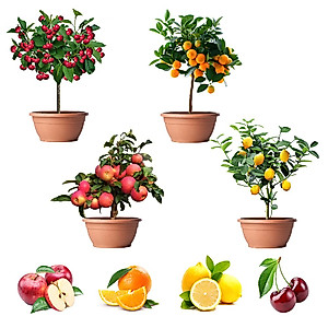 QEVJEKR 200+ Mix Dwarf Bonsai Fruit Tree Seeds for Planting, 4 Variety Individual Packs, 50+ Lemon Tree Seeds 50+ Cherry Tree Seeds 50+ Orange Tree Seeds 50+ Apple Seeds Organic Heirloom Fruit Seeds