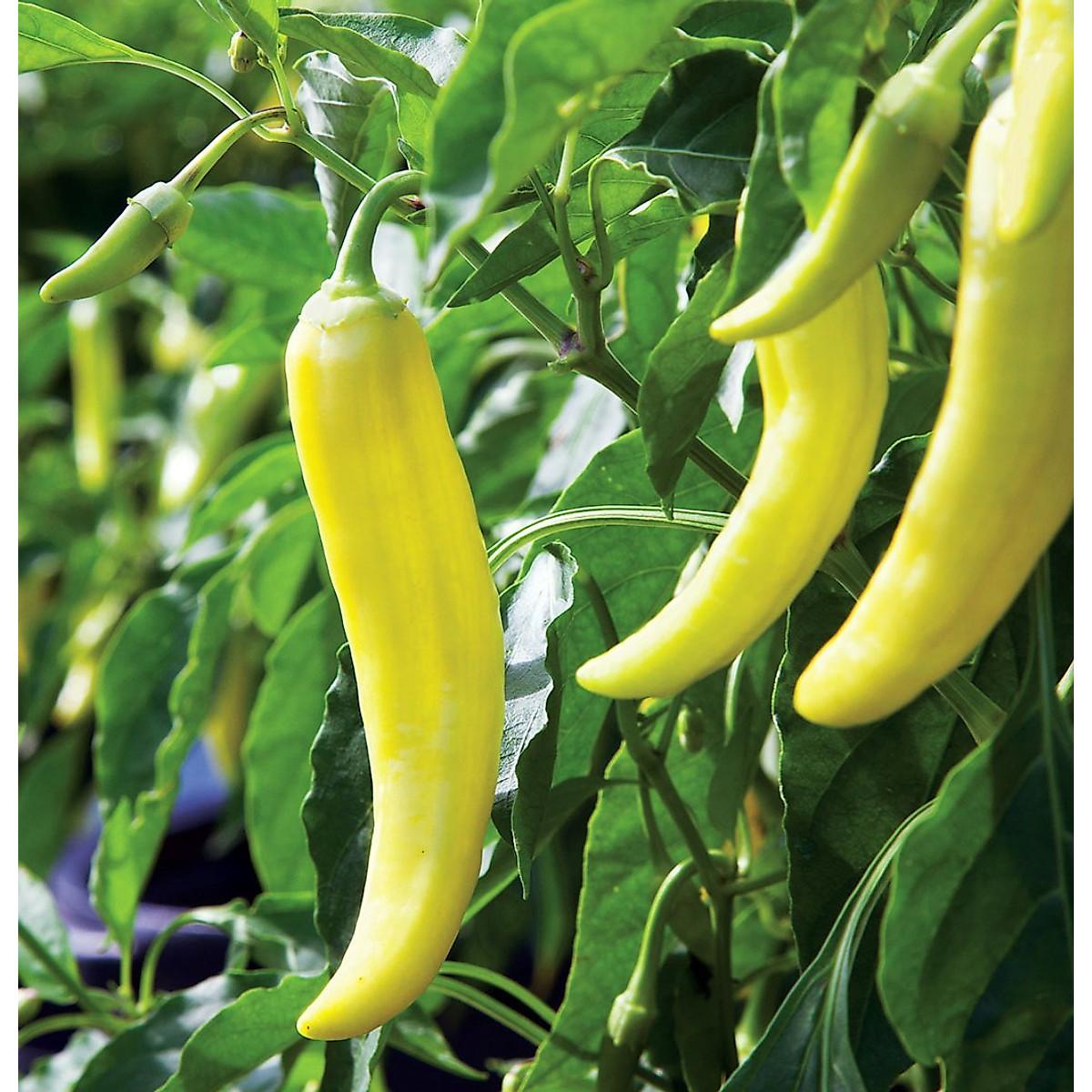 Banana Pepper Seeds for Planting, 100+ Heirloom Seeds Per Packet, (Isla's Garden Seeds), Non GMO Seeds, Other Name: Yellow Wax Pepper/Banana Chilies, Scientific Name: Capsicum annuum