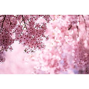 50+ Rare Cherry Blossoms Seeds for Planting - Dwarf Pink Sakura Weeping Cherry Apple Blossom Bonsai Tree Seeds for Garden/Indoor/Outdoor