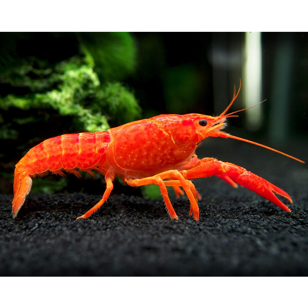 Aquatic Arts 1 Male Neon Red Crayfish | Live Freshwater Aquarium Lobster / Crawfish / Crawdad / Real Living Fish Tank Pet