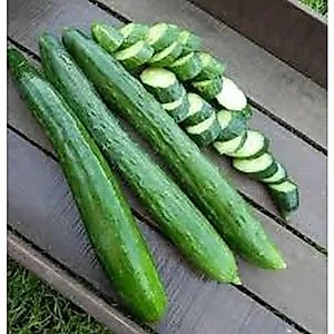 CHUXAY GARDEN China Jade Cucumber Seed 500 Seeds Edible Green Vegetable High Germination Rate Wonderful Choice for Garden
