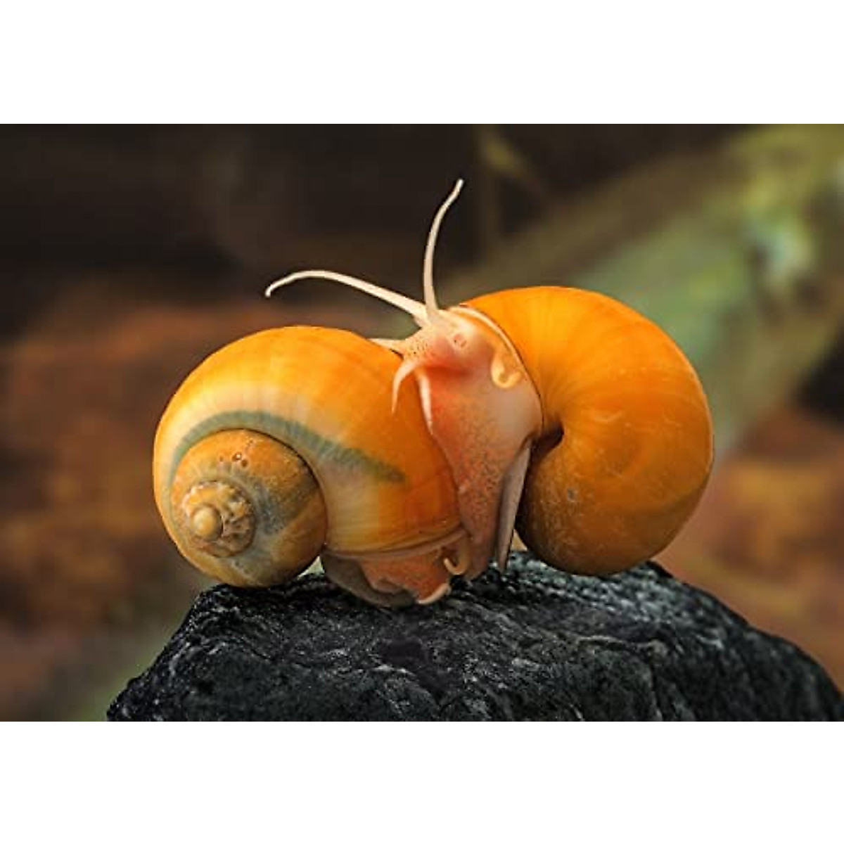 ABF Freshwater Snail Food Mix - Snail,Shrimp,Fish & Crayfish Food (8oz - 1/2 lb.)- ABF1 - Mini SPIRULINA WAFERS & Calcium