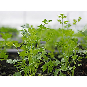200 Premium Organic Cilantro - Chinese Parsley - Coriander - Ngo Ri Seeds by Happy Seeds & Garden