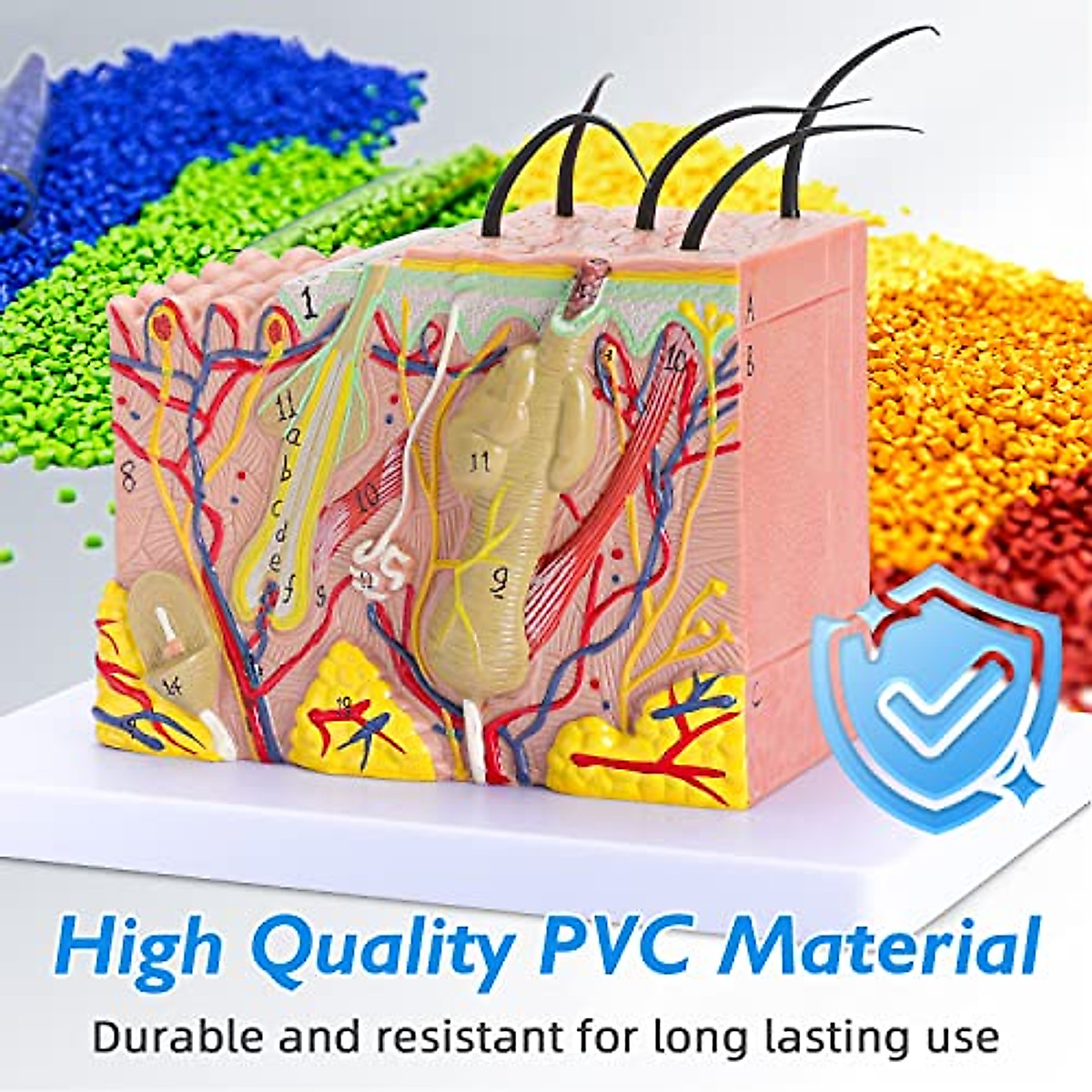 faruijie Human Skin Model 35x - 35 Times Skin Structure Anatomical Model Skin Color Model Teaching Medical Model