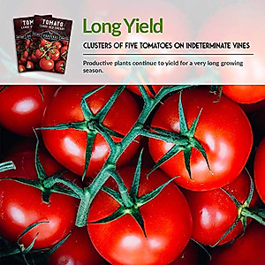 Survival Garden Seeds - Large Red Cherry Tomato Seed for Planting - Packet with Instructions to Plant and Grow Tomatoes in Your Home Vegetable Garden - Non-GMO Heirloom Variety