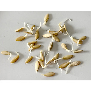 30+ Persian Beit Alpha (A.k.a. Lebanese) Cucumber Seeds Heirloom NON-GMO Crispy Fragrant From USA