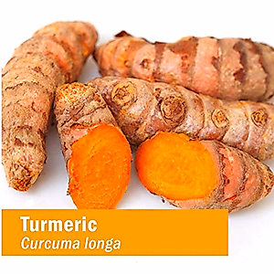 Herb Pharm Certified Organic Turmeric Root Extract for Musculoskeletal System Support - 1 Ounce (DTURM01)