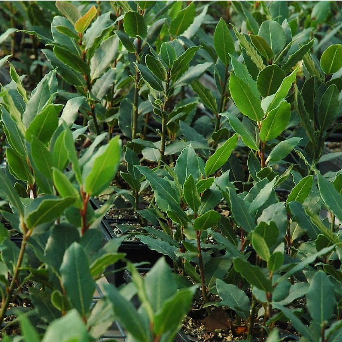 Laurus Nobilis Bay Leaf Tree, Sweet Bay Leaf Live Plant Tree, Bay Laurel Tree, 6-8" in Tall