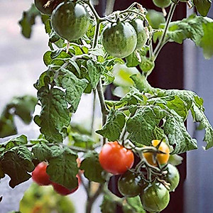 Back to the Roots Cherry Tomato Organic Windowsill Planter Kit - Grows Year Round, Includes Everything Needed For Planting