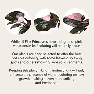 Wild Interiors Pink Princess Philodendron in Matte Pink Ceramic Pottery, Rare Plant, Live Indoor Plant, Variegated Leaves, Fully Rooted, Pink Home Décor, 5" Diameter, 8-14" Tall