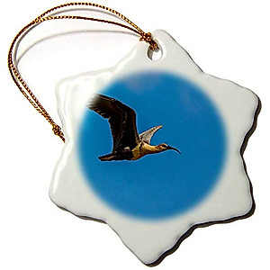 3dRose Chile, Patagonia, Torres del Paine NP. Flying Black Faced ibis. - Ornaments (orn-228702-1)