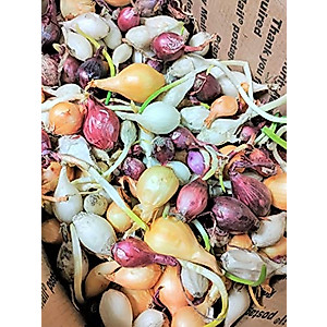 TomorrowSeeds - 3 Colors Mix Onion Sets (Starter Bulbs) Yellow, Red, White Sweet Onions Set for Planting Gardening Noon Day Neutral Vegetable Seed for 2023 - 1/2 Pound
