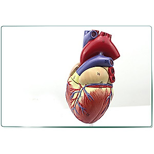 Genuine 1: 1 human heart model B-color ultrasound medical cardiology cardiac anatomy teaching model