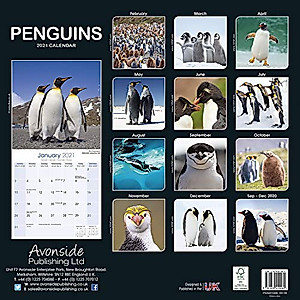 Penguin Calendar - Cute Animal Calendar - Calendars 2020 - 2021 Wall Calendars - Animal Calendar - Penguins 16 Month Wall Calendar by Avonside