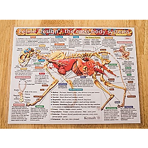 Feline Design-The Cat's Body Systems - A Double-Sided, Laminated Cat Anatomy Chart: A Learning and Teaching Chart