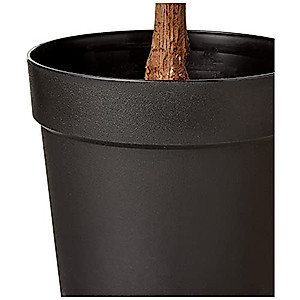 Amazon Brand - Stone & Beam Artificial Fiddle Leaf Fig Tree with Plastic Nursery Pot, 5.2 Feet (62 Inches) / Large, Indoor